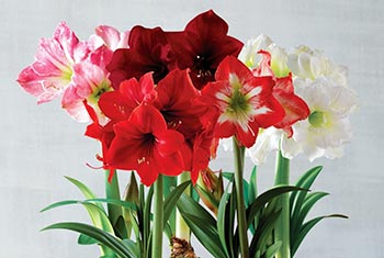 Flower and Plant Gifts and Decorations | Harry & David