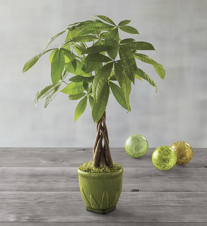 The Money Tree and Its Luck | The Table by Harry & David