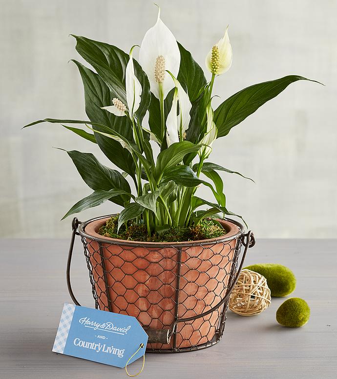 Peace Lily Plant for Sympathy | 1800Flowers.com - 161804