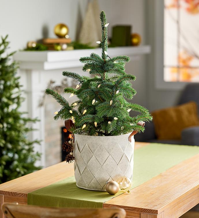 Full Sun Evergreen Spruce Trees shops for