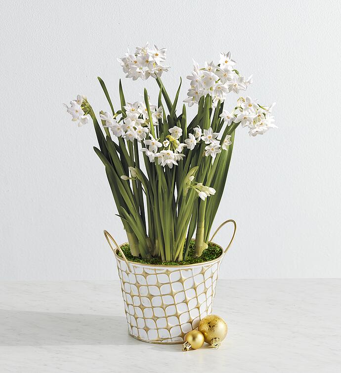 About December Birth Flowers: Holly and Narcissus | Petal Talk
